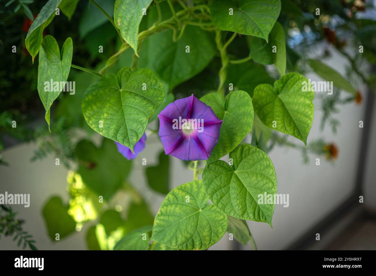 Bright purple flower of the twisting and entwining common Morning Glory ...