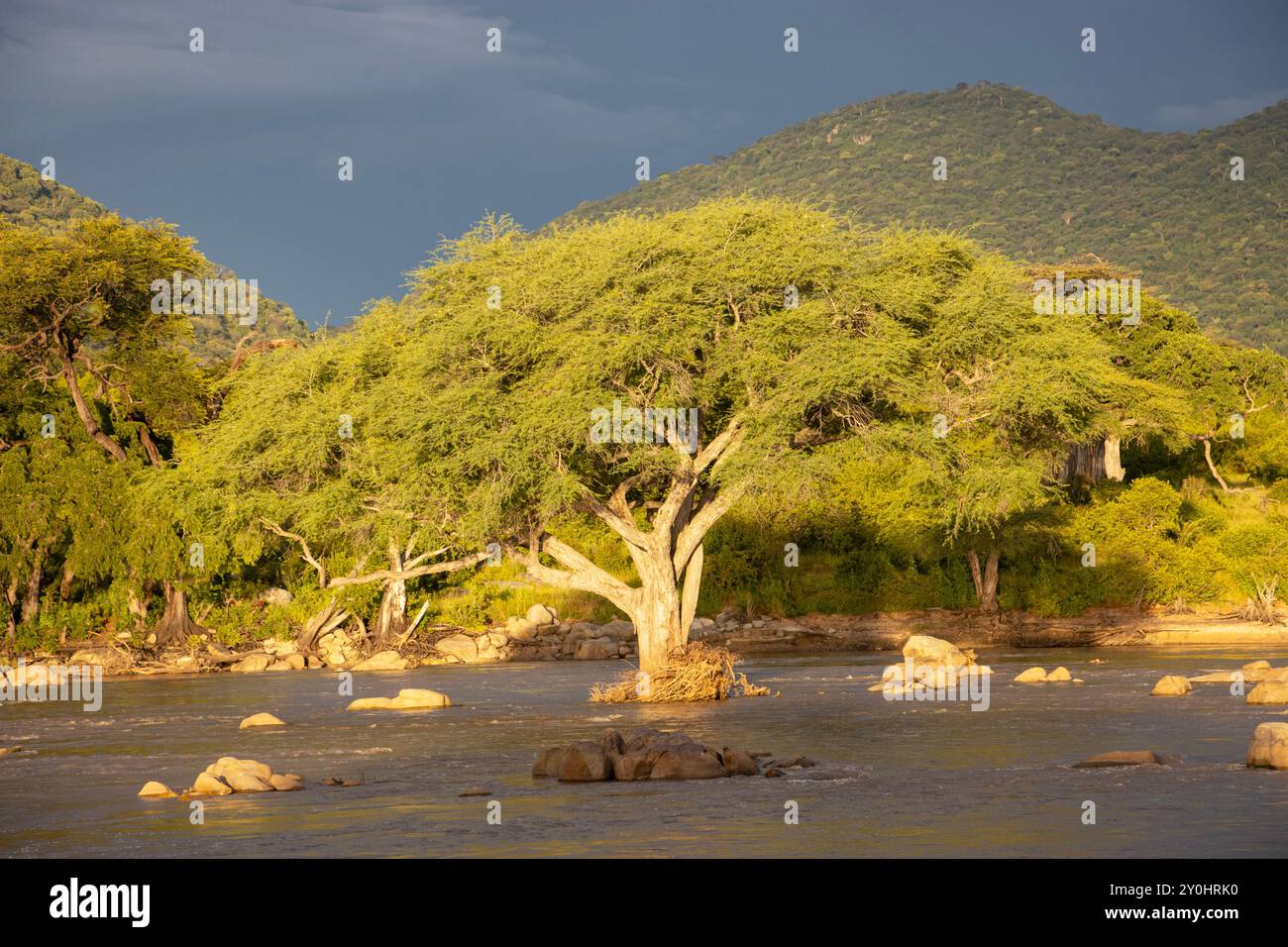 A Winter Thorn stands on a rocky outcrop in the Ruaha River. These ...