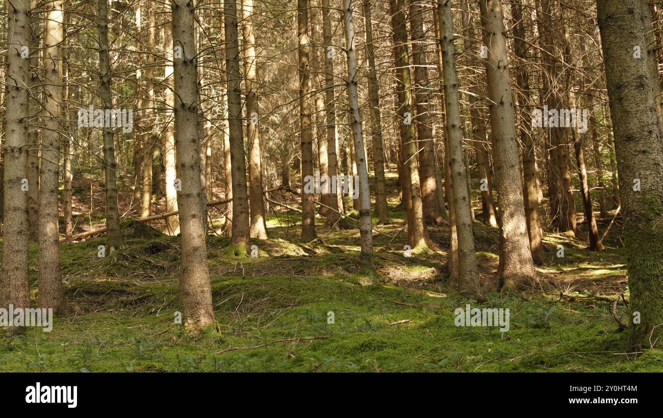 Photograph of a typical German piece of forest with spruce trees Stock ...