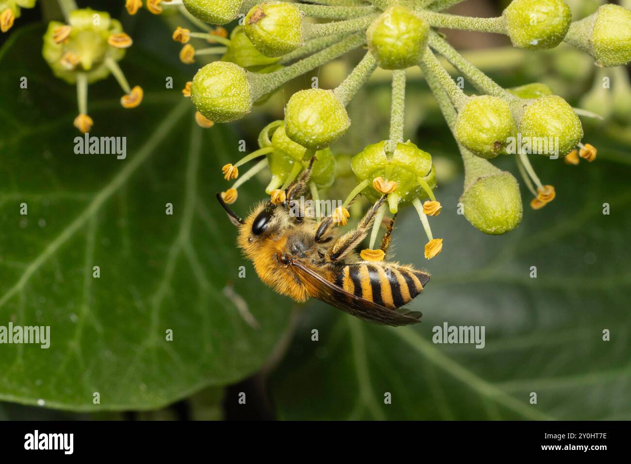 Ivy bee uk hi-res stock photography and images - Alamy