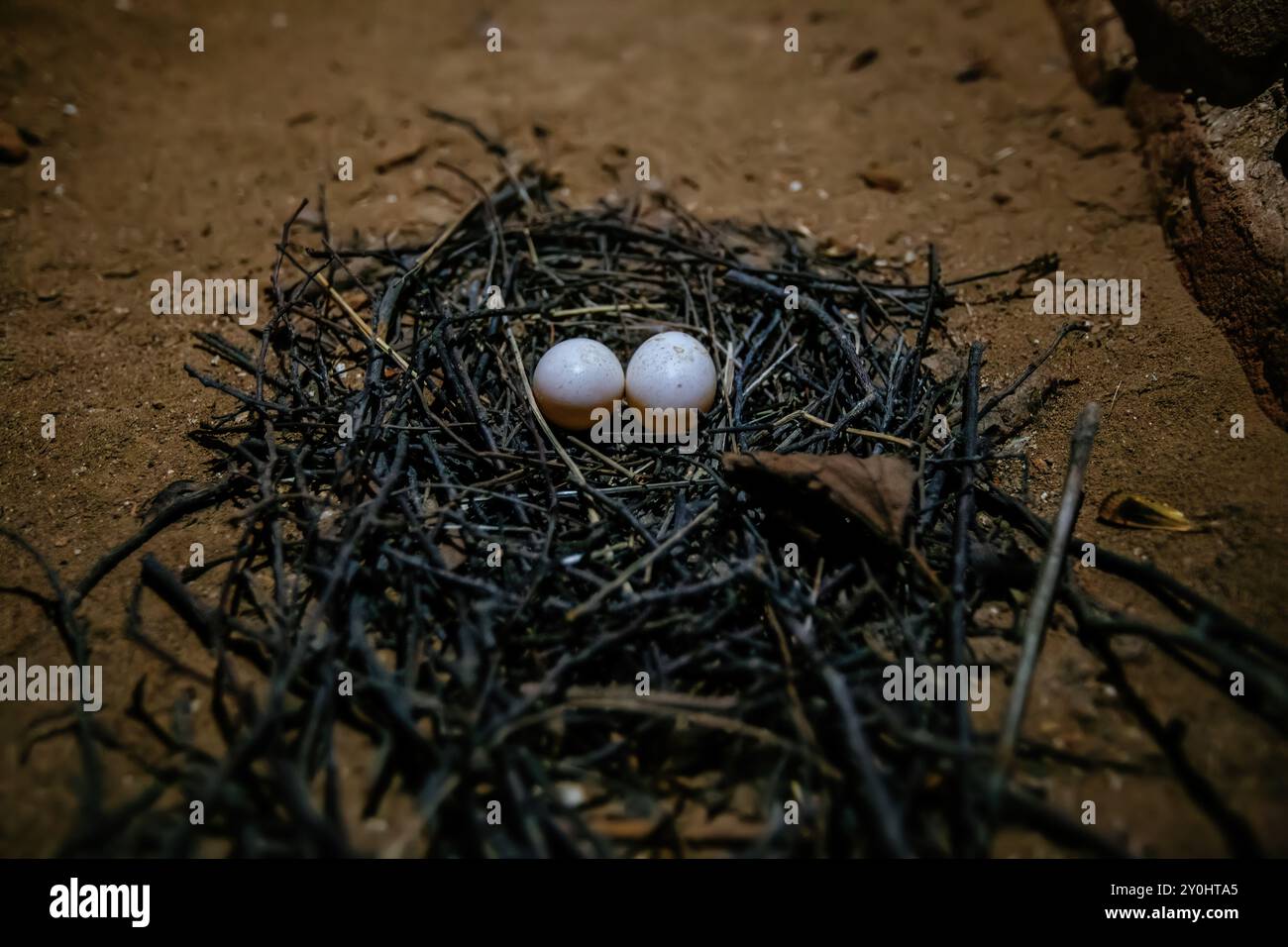 Grey pigeon nest with two eggs Stock Photo - Alamy