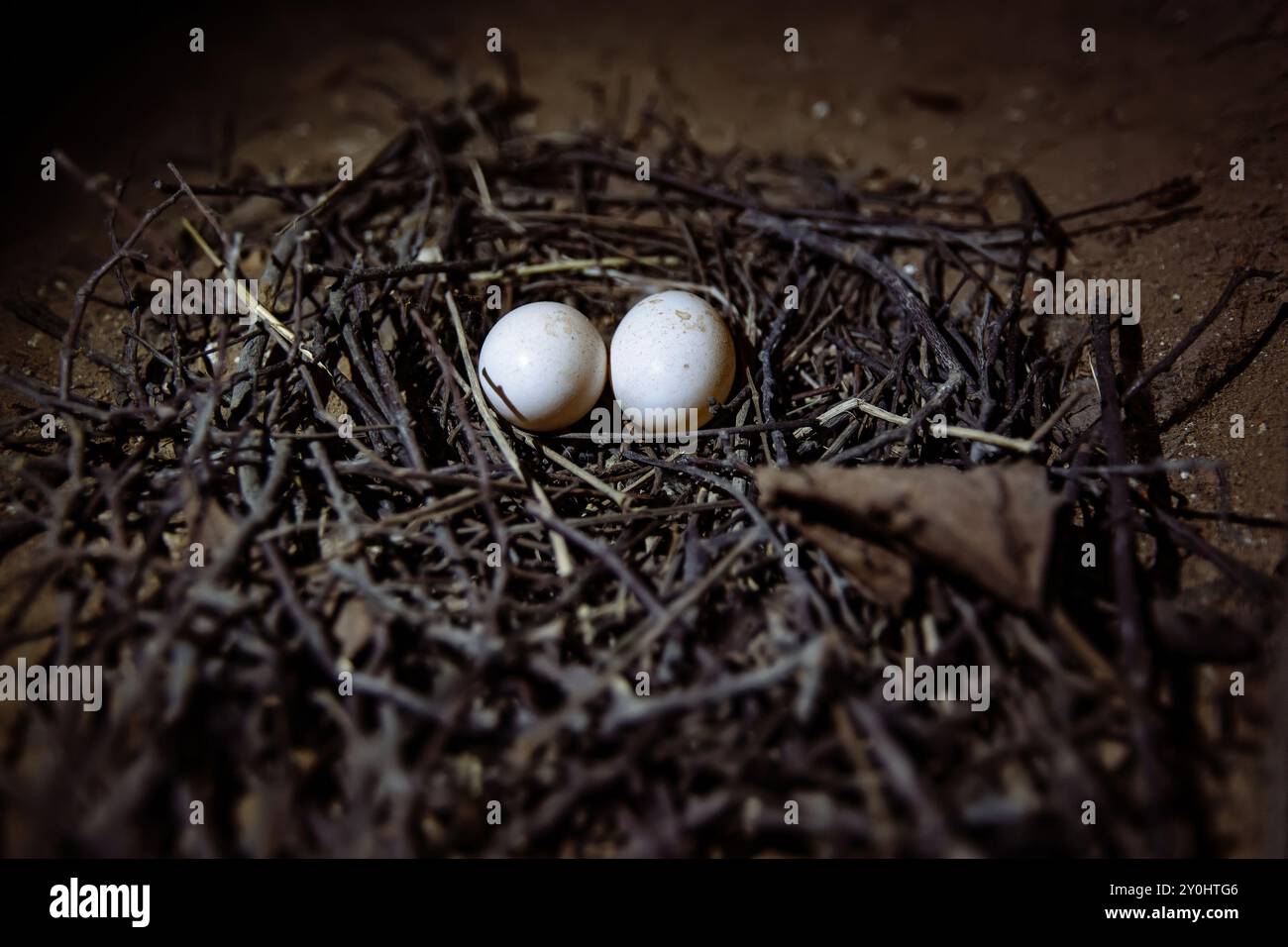 Grey pigeon nest with two eggs Stock Photo - Alamy