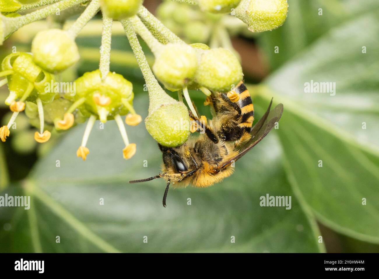 Ivy Bee, Colletes Hederae, UK Stock Photo - Alamy