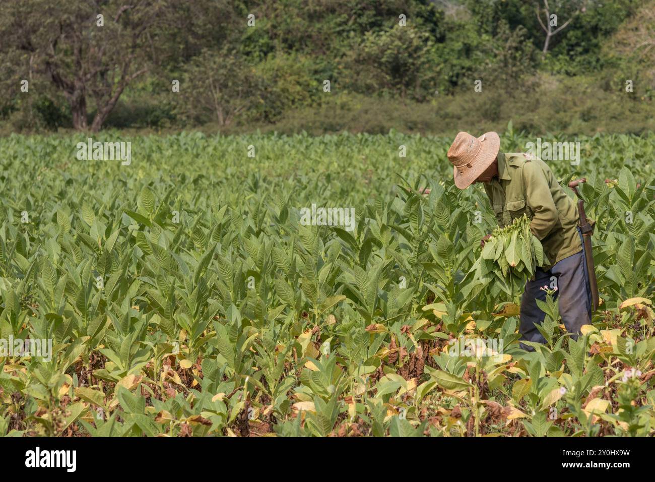 Cuba, Vinales Valley. Tobacco farms, cigar production. Harvesting ...