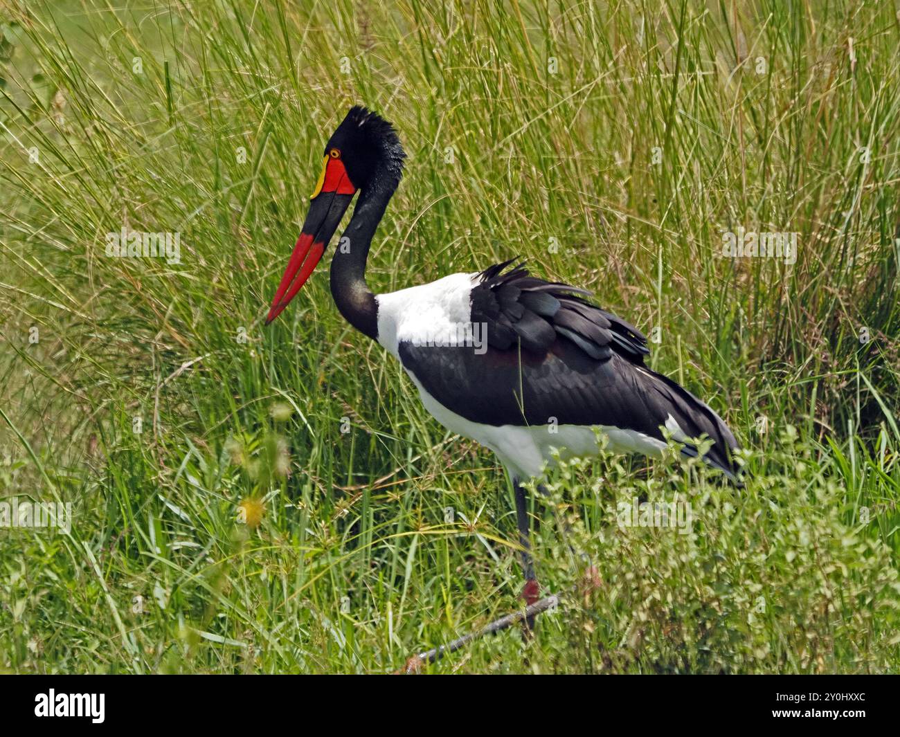 saddle-billed stork (Ephippiorhynchus senegalensis) with red yellow ...