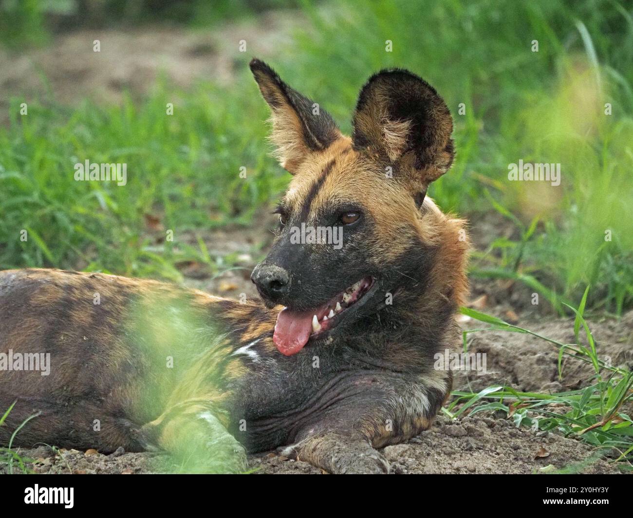 single resting African Hunting Dog, Painted Wolf, or African wild dog ...