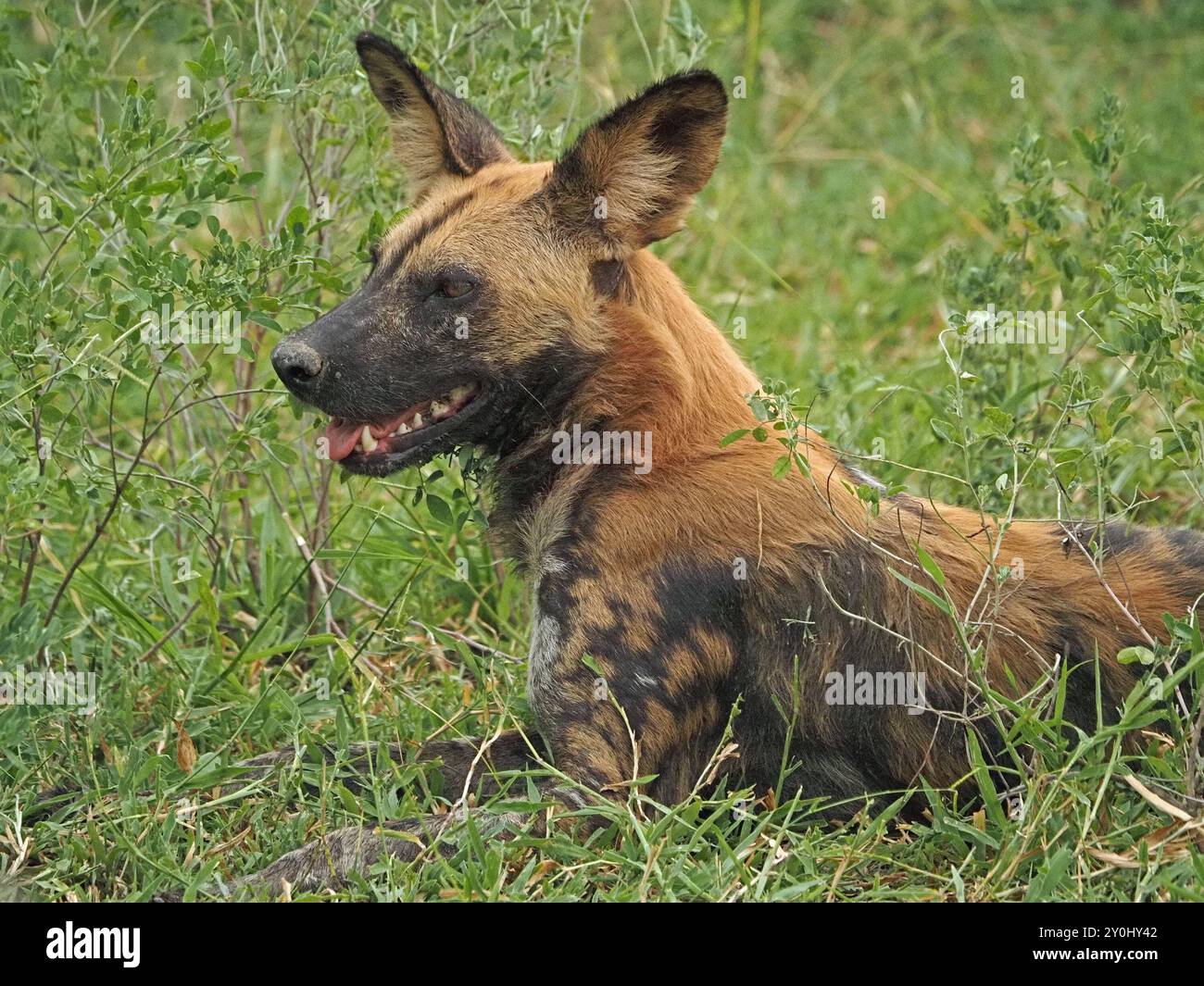 single resting African Hunting Dog, Painted Wolf, or African wild dog ...