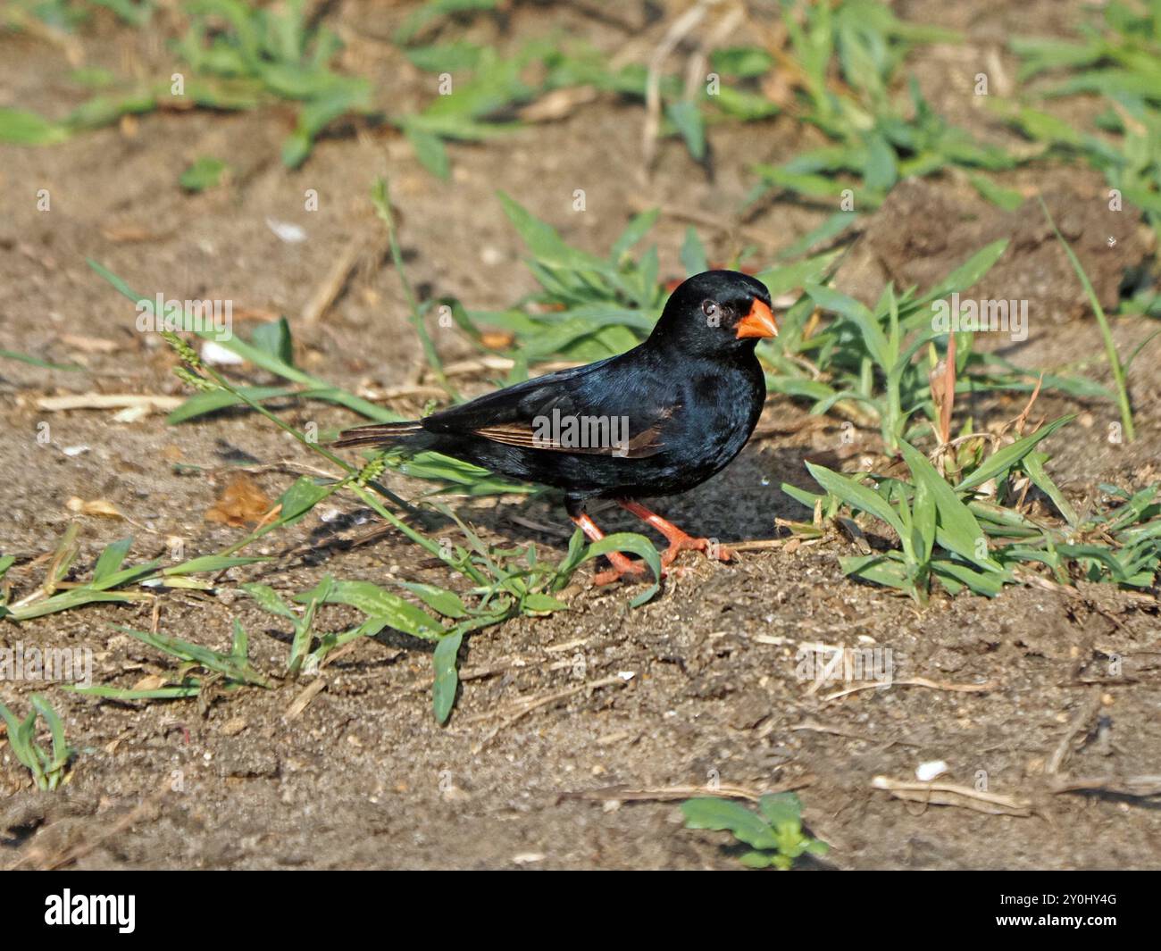 Black widowfinch hi-res stock photography and images - Alamy