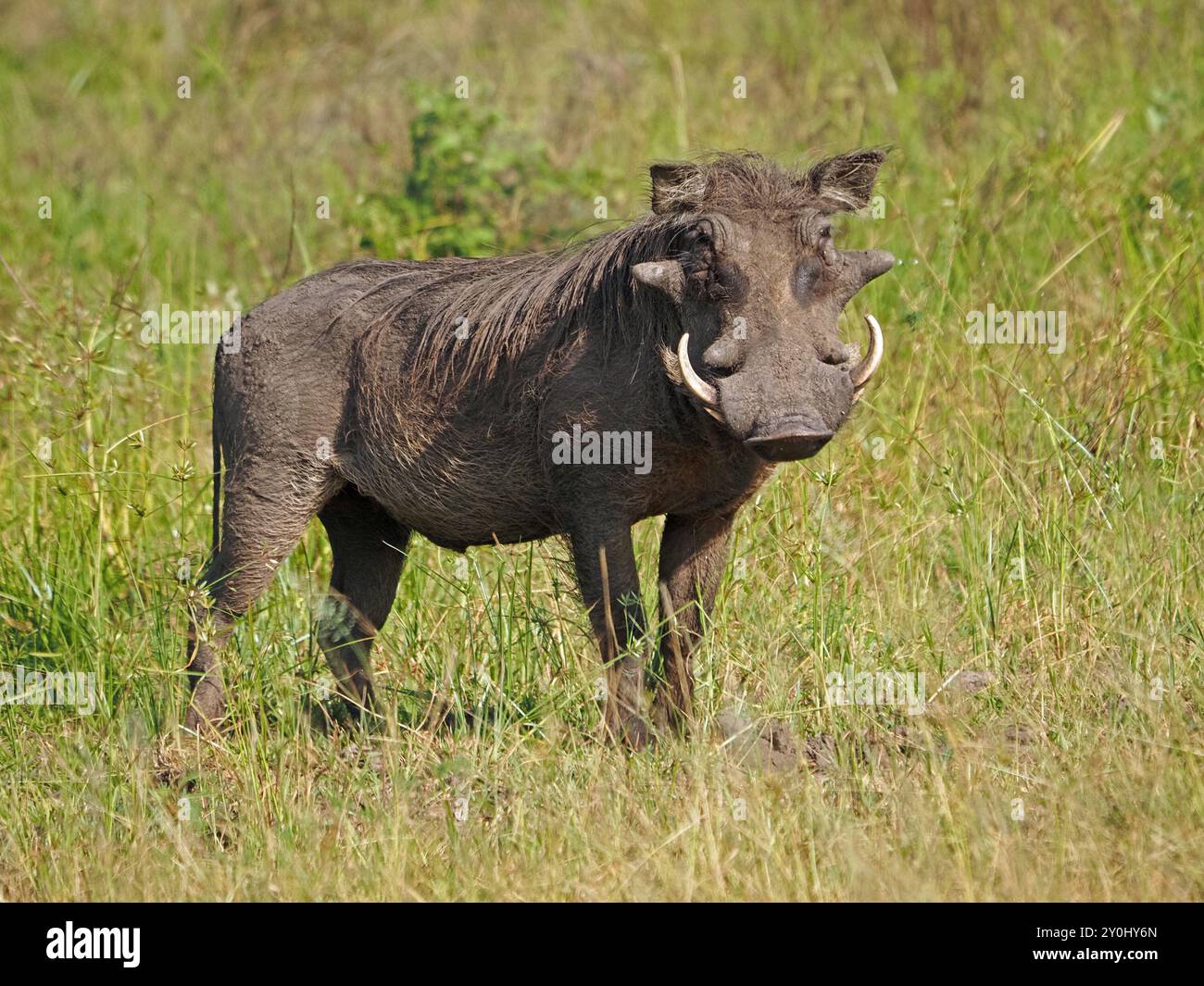 Common warthog (Phacochoerus africanus) with big curved tusks & facial ...