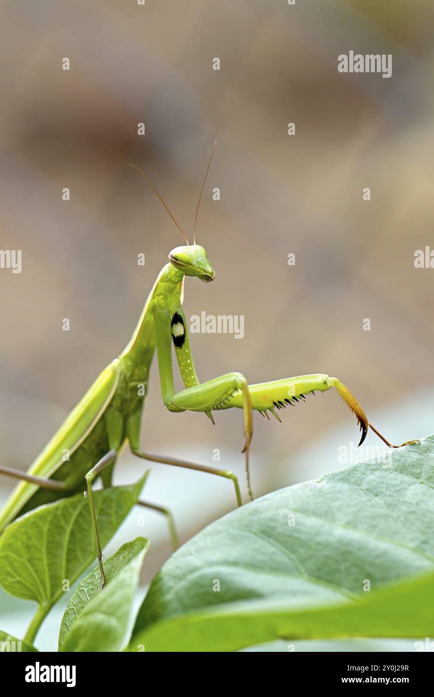 A praying mantis ison a plant leaf with its front legs on another leaf ...