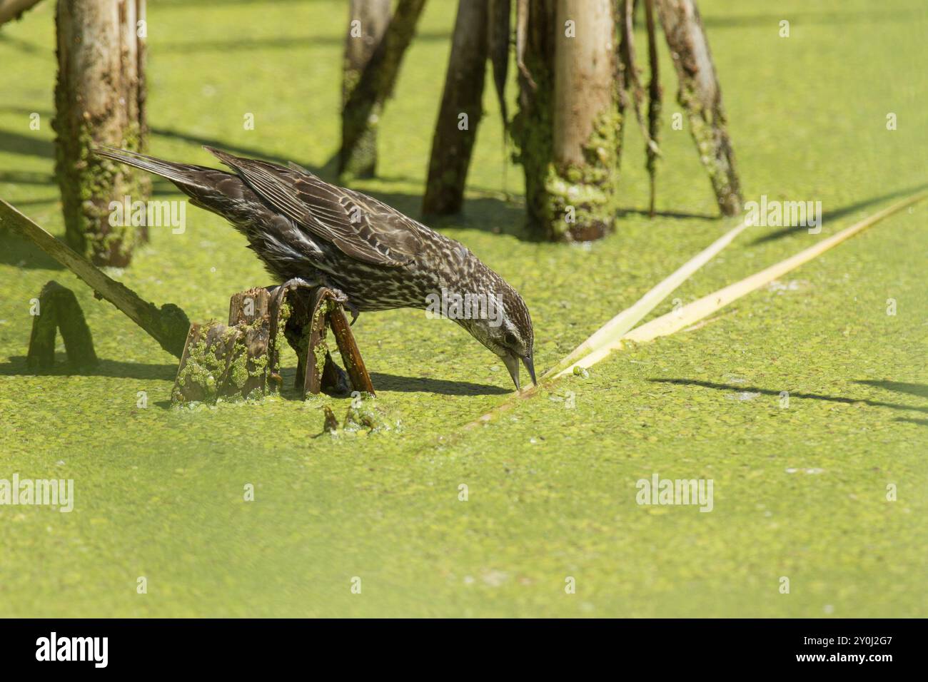 A female red winged blackbird in a swamp at the National Elk and Bison ...