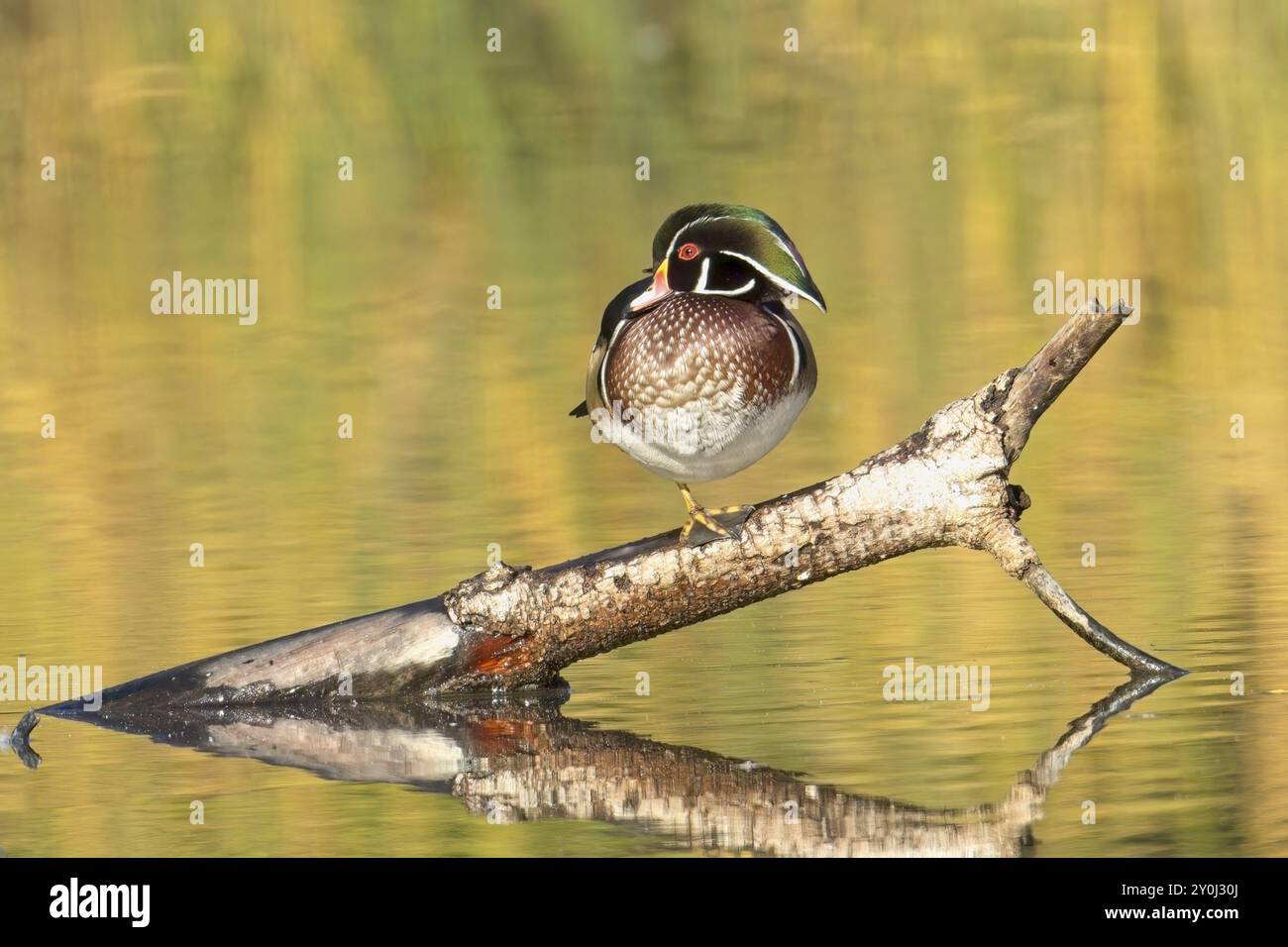 A male wood duck is perched on one foot on a branch sticking out of the ...