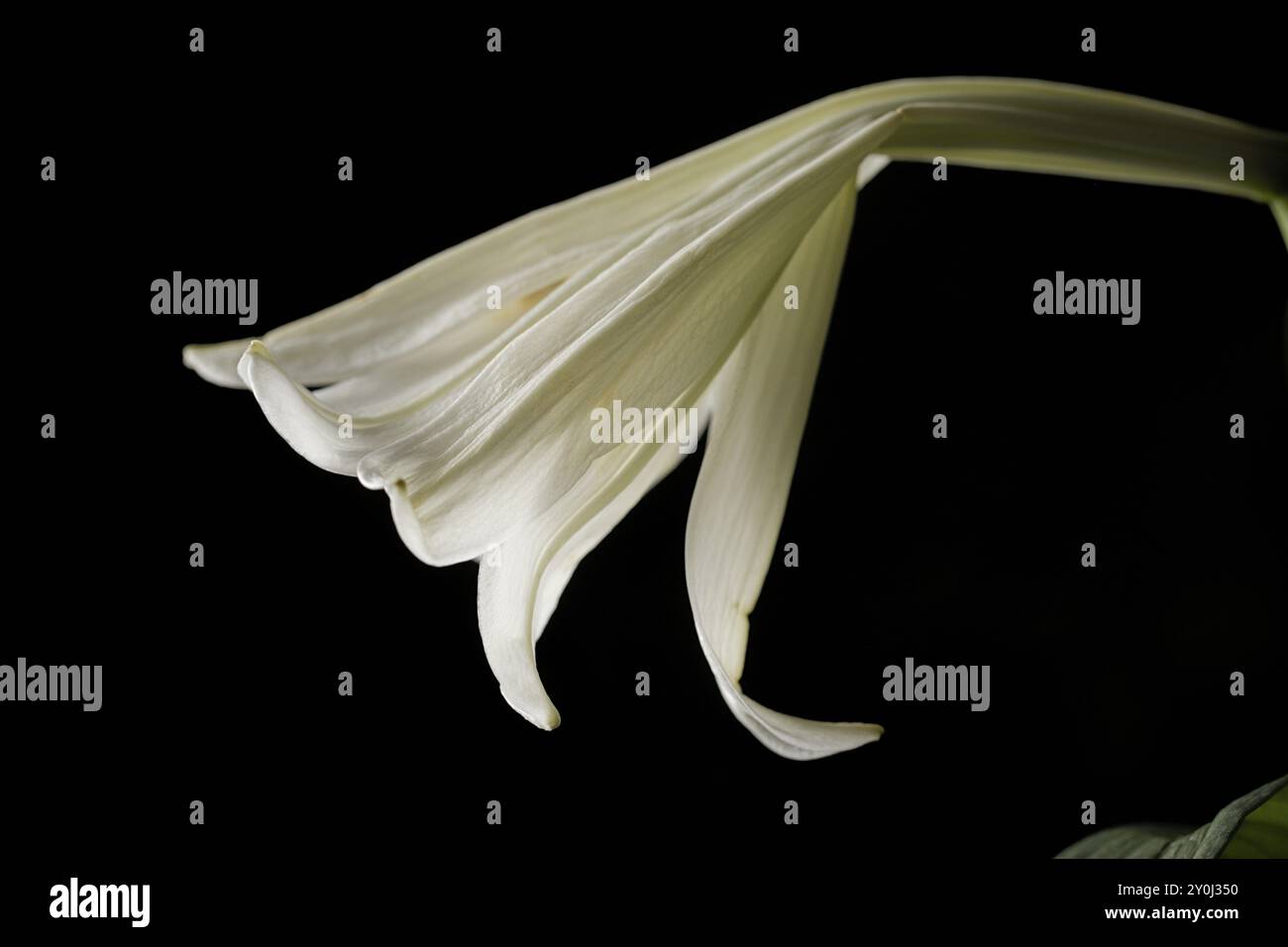 The side view of a white lily set against a black background Stock ...