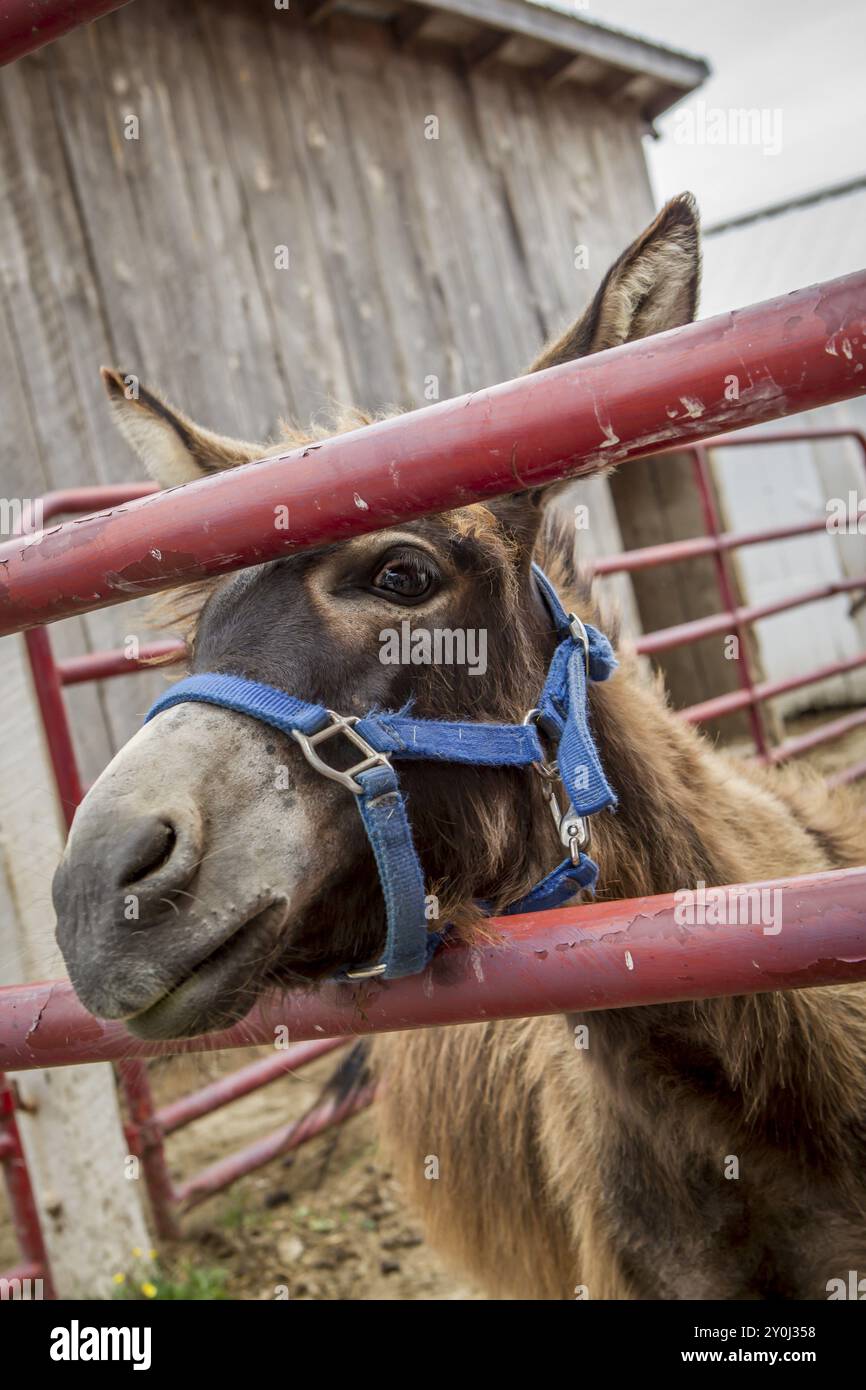 A cute donkey looks through a gate on a farm near Monroe, Indiana Stock ...