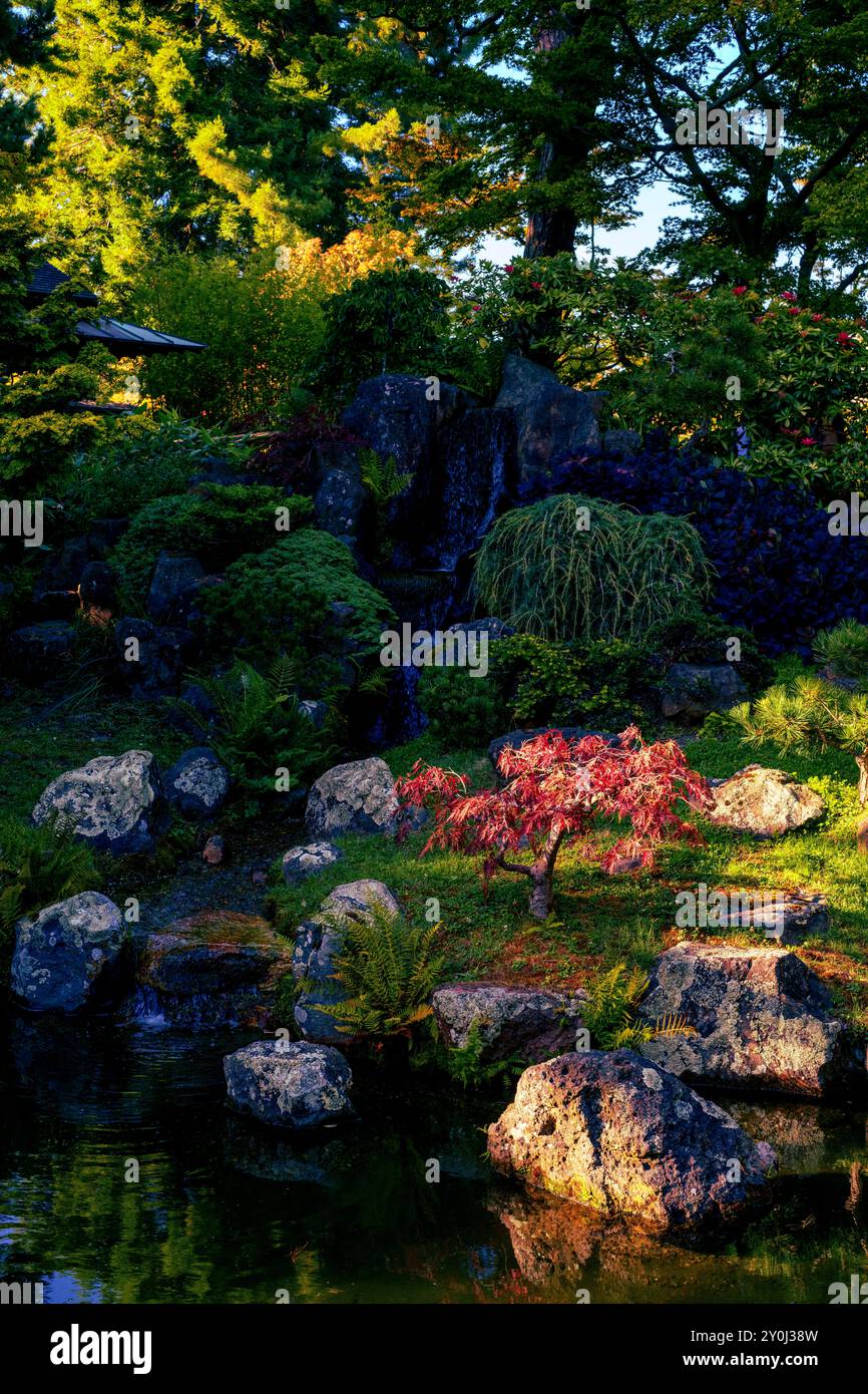 Japanese Tea Garden Golden Gate Park Red Maple Tree Bonsai Stock Photo ...