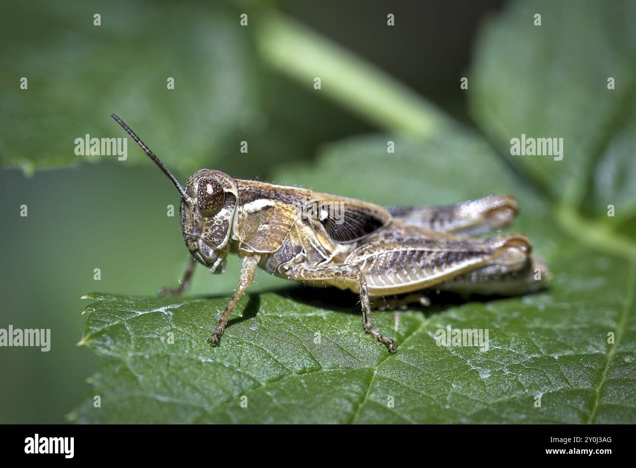 A close up photo of a small grasshopper on a plant leaf in north Idaho ...