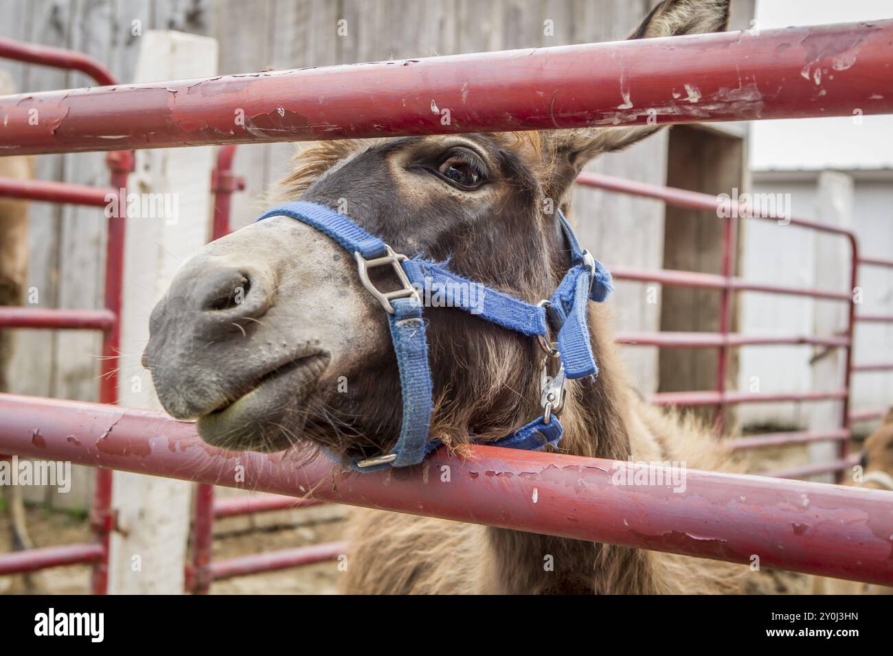 A cute donkey looks through a gate on a farm near Monroe, Indiana Stock ...