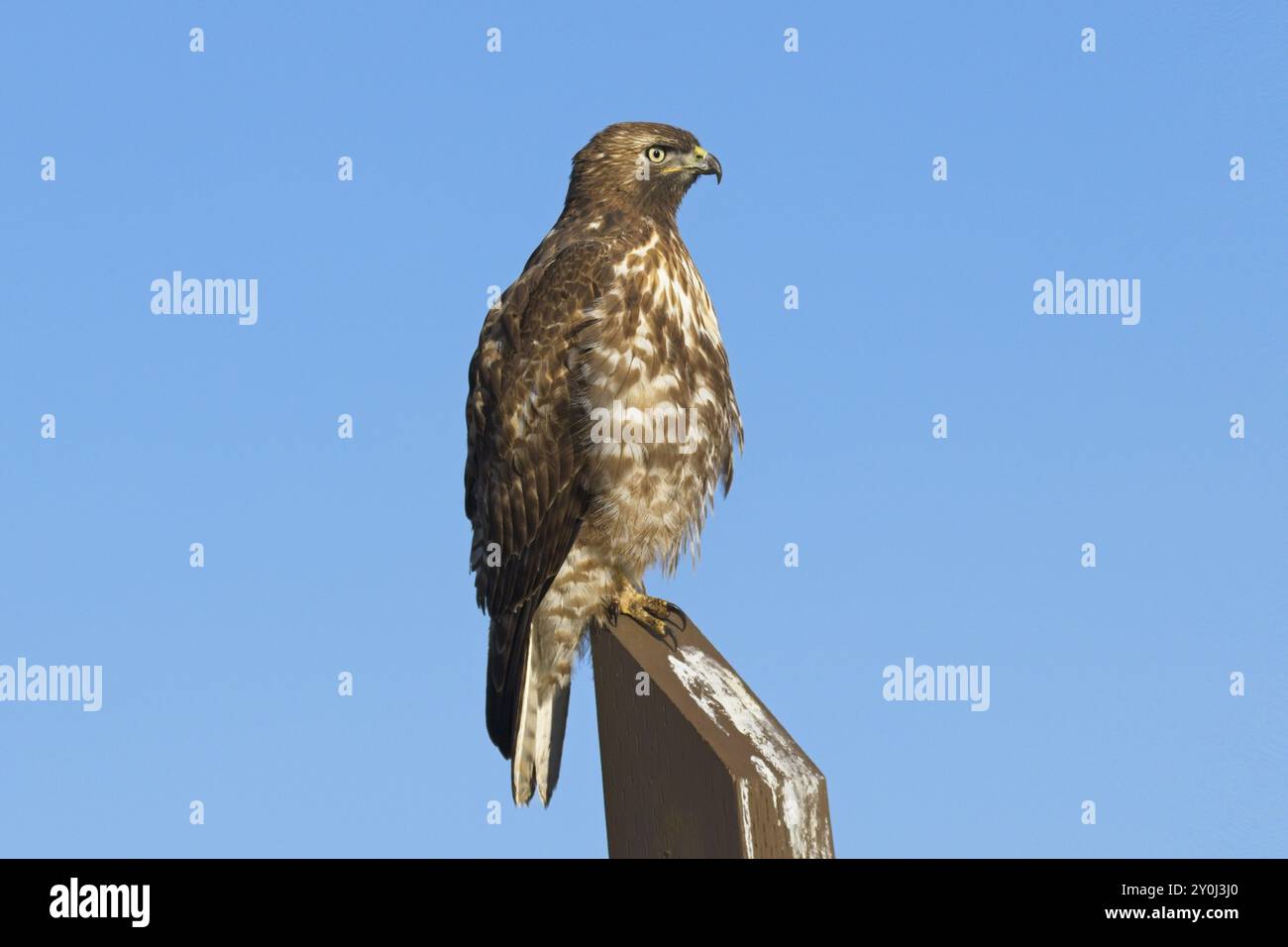 Red tailed hawk perched hi-res stock photography and images - Alamy