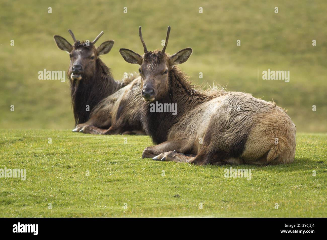 Two elk with small horns lay in the grass near Warrenton, Oregon Stock ...