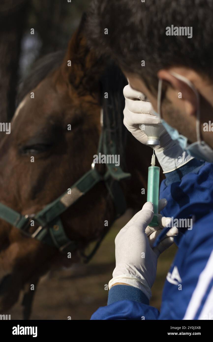 Vertical shot male vet hi-res stock photography and images - Alamy