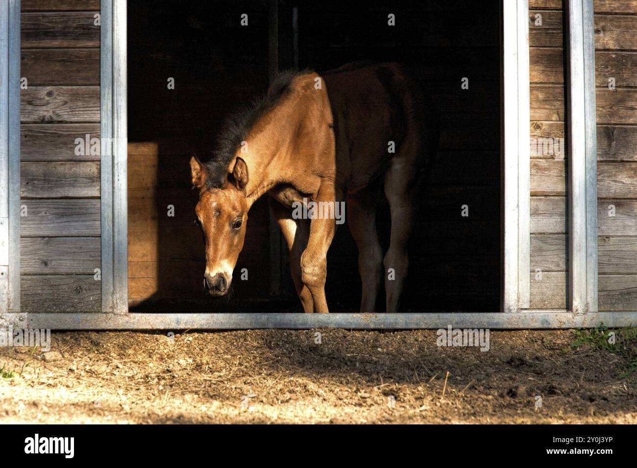 A small colt stands just inside of the small stables and at the edge of ...