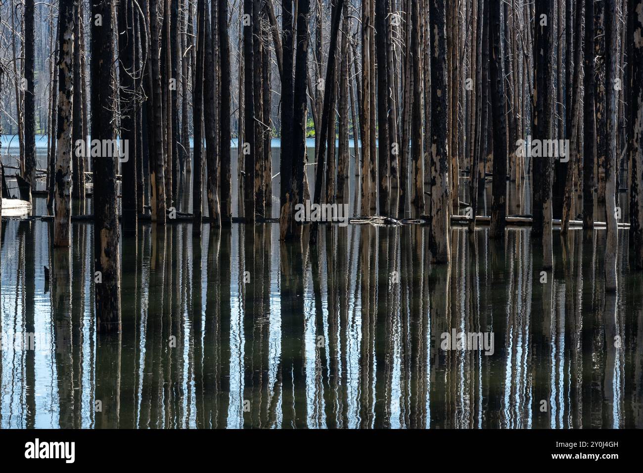 Snag Lake Floods Around Burned Tree Trunks In Lassen Volcanic Stock ...