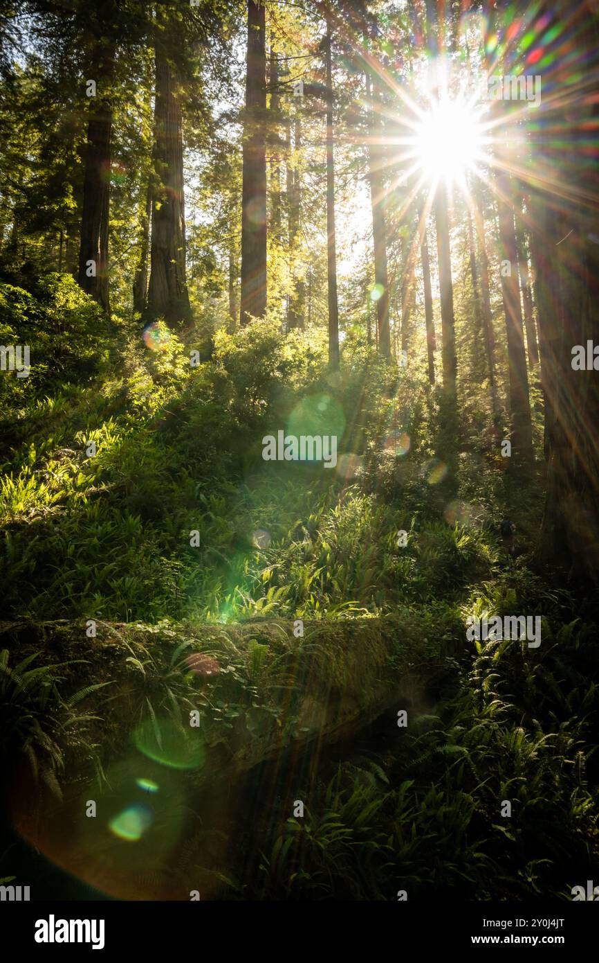 Sun Burst Breaks Over Fallen Redwood Tree In Dark Forest in California ...