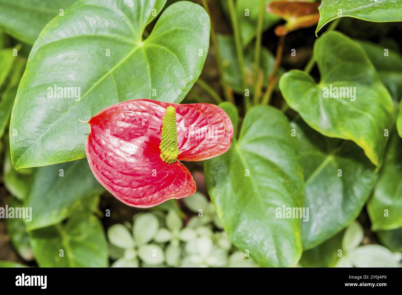 Closeup of single Fata Morgana, Anthurium sp flower with green leaves ...
