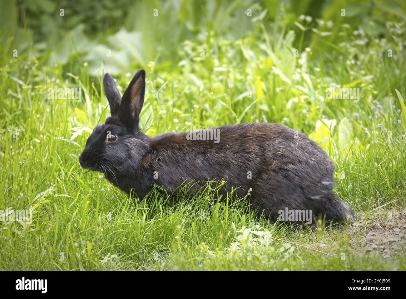 A cute black rabbit is in the grass eating leaves in Post Falls, Idaho ...