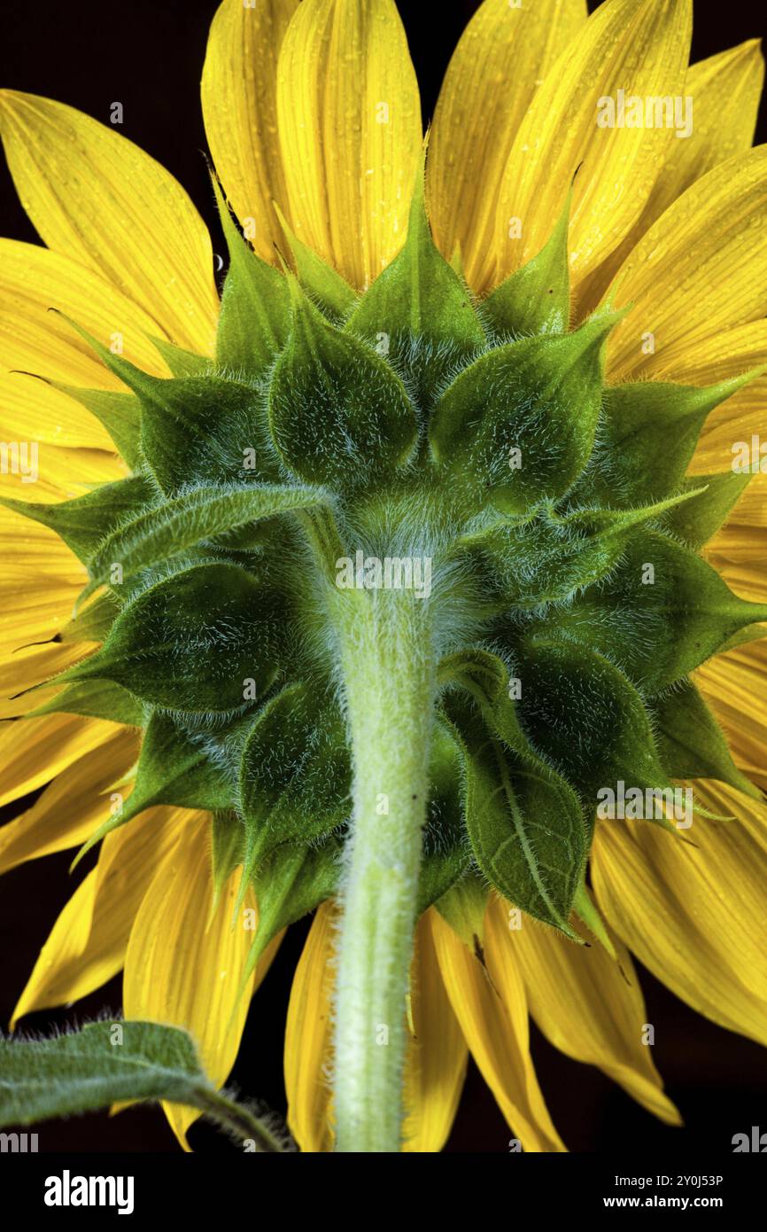 Side view of a sunflower hi-res stock photography and images - Alamy
