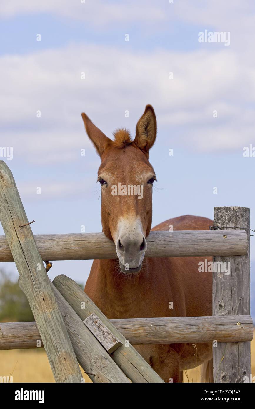 A humorous close up portraiture of a cute mule apparently mugging for ...
