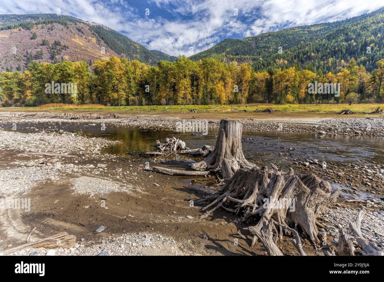 Tree stumps and fall colors near Sullivan Lake in northeast Washington ...
