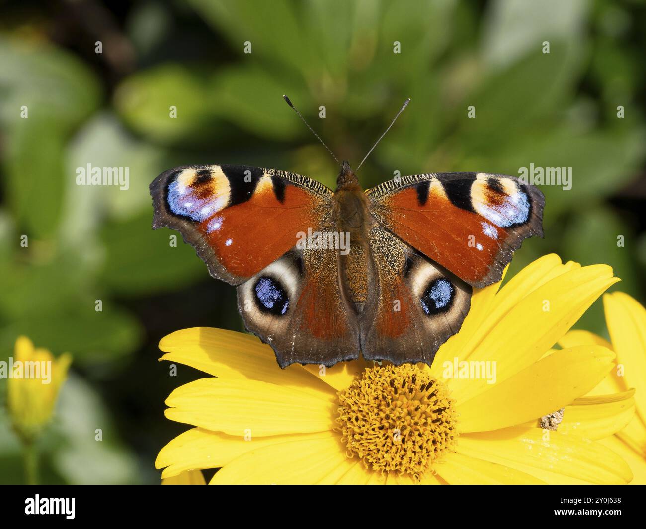 European peacock (Inachis io) on a flower of the heliopsis (Heliopsis ...