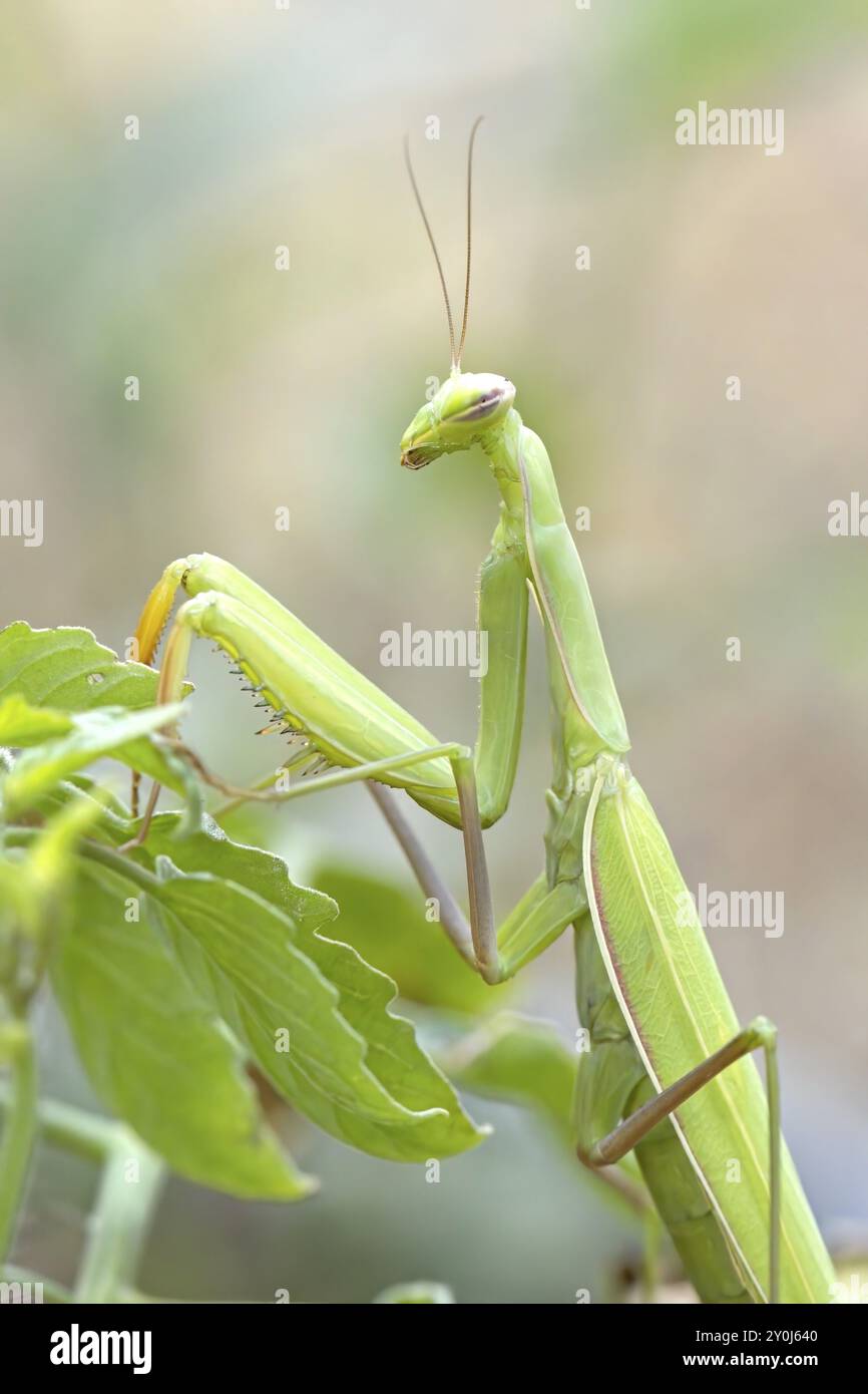 Praying mantis crawling hi-res stock photography and images - Alamy