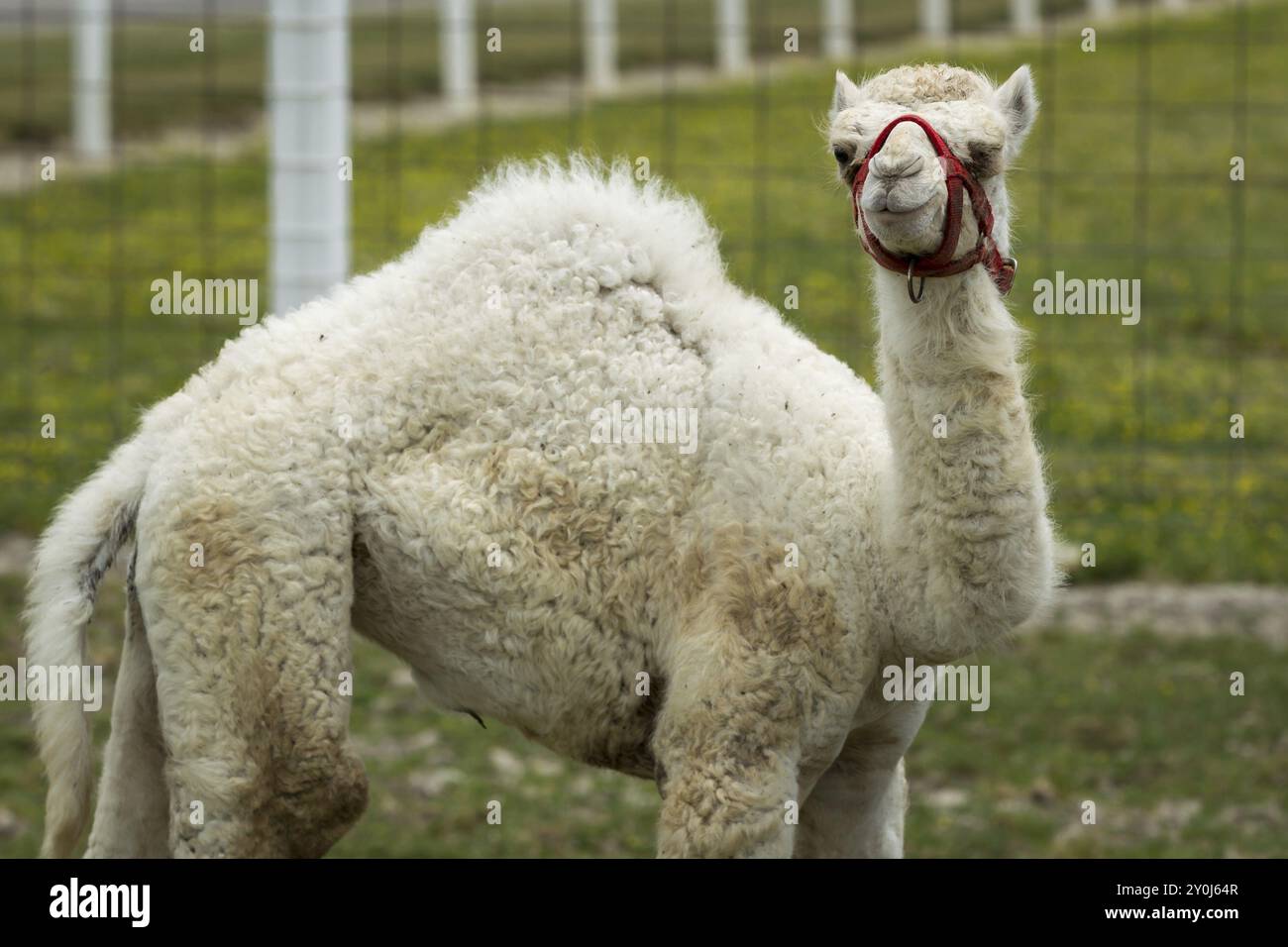 A rare albino camel baby standing in a small farm field near Monroe ...