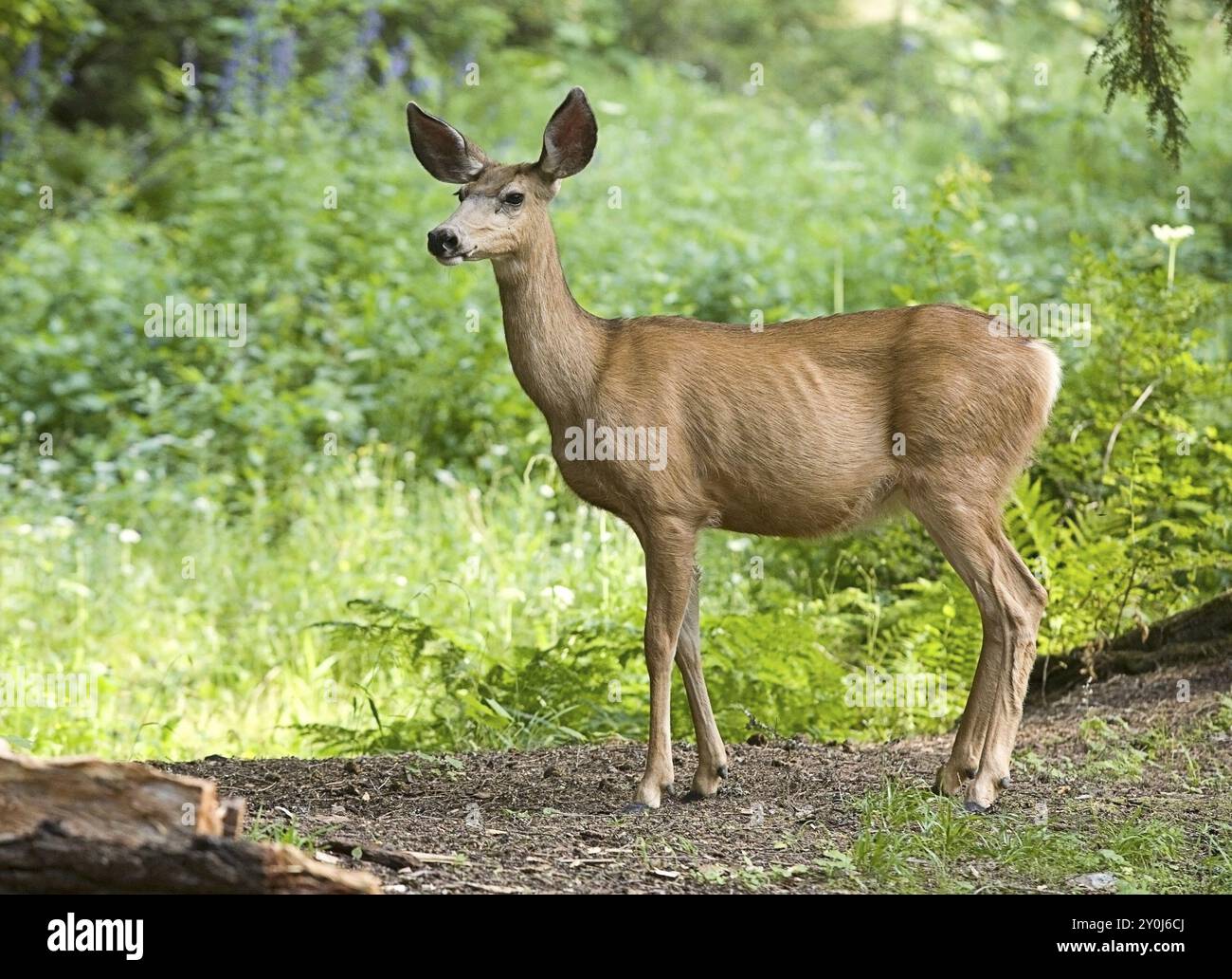 Whitetail deer side view hi-res stock photography and images - Alamy