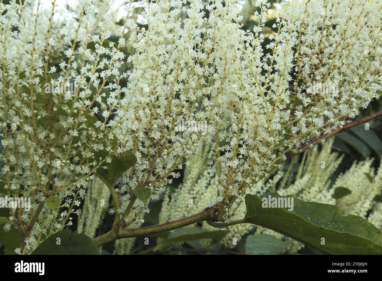 Reynoutria japonica (Reynoutria japonica) male flowers, Allgaeu ...