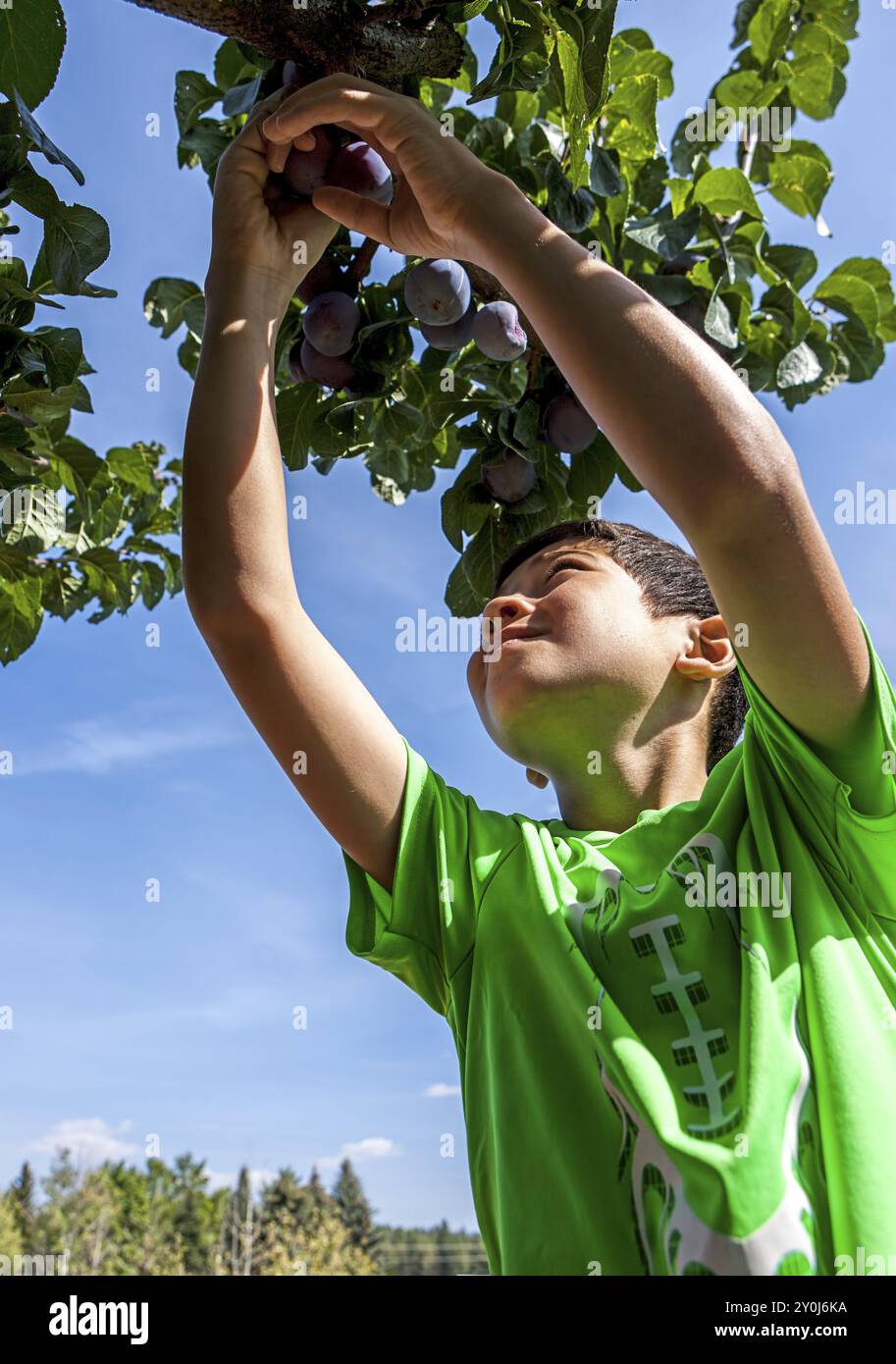 A young boy reaches up to pluck a plum from the tree Stock Photo - Alamy