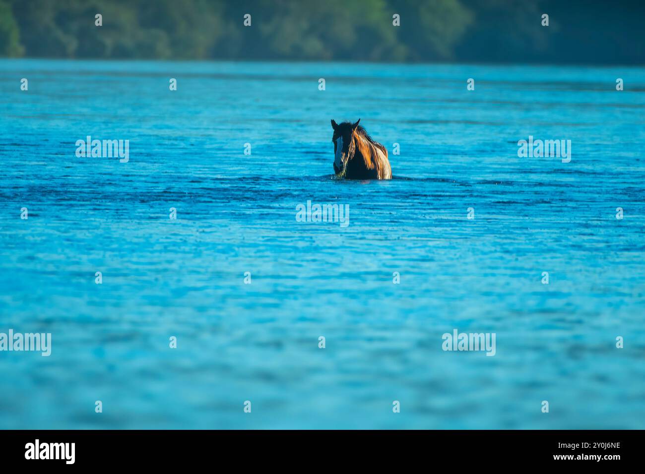 Salt river wildlife hi-res stock photography and images - Alamy