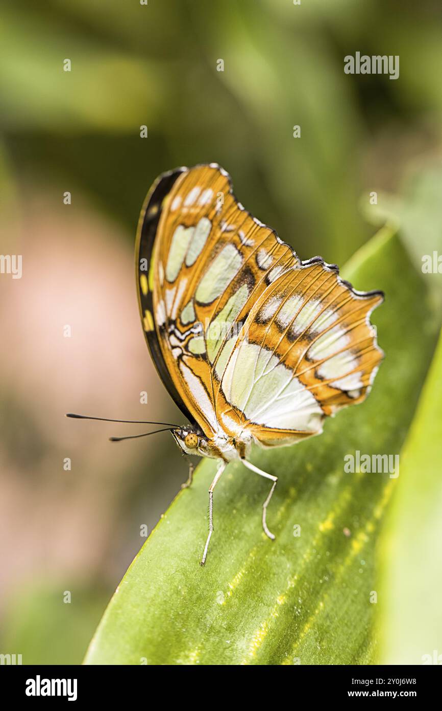 Victoria butterfly gardens hi-res stock photography and images - Alamy