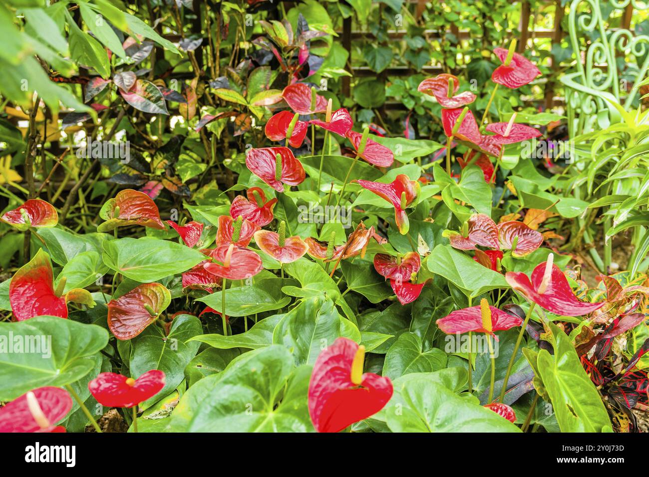 Bed of Fata Morgana, Anthurium sp flowers in Gyeongju city, South Korea ...