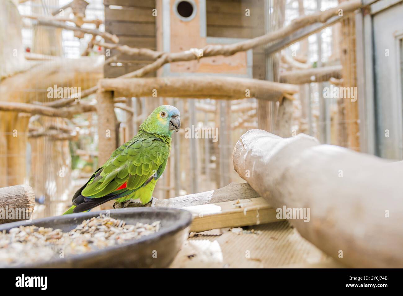 Side view of a Blue-Fronted Amazon (Amazona aestiva) in enclosure ...