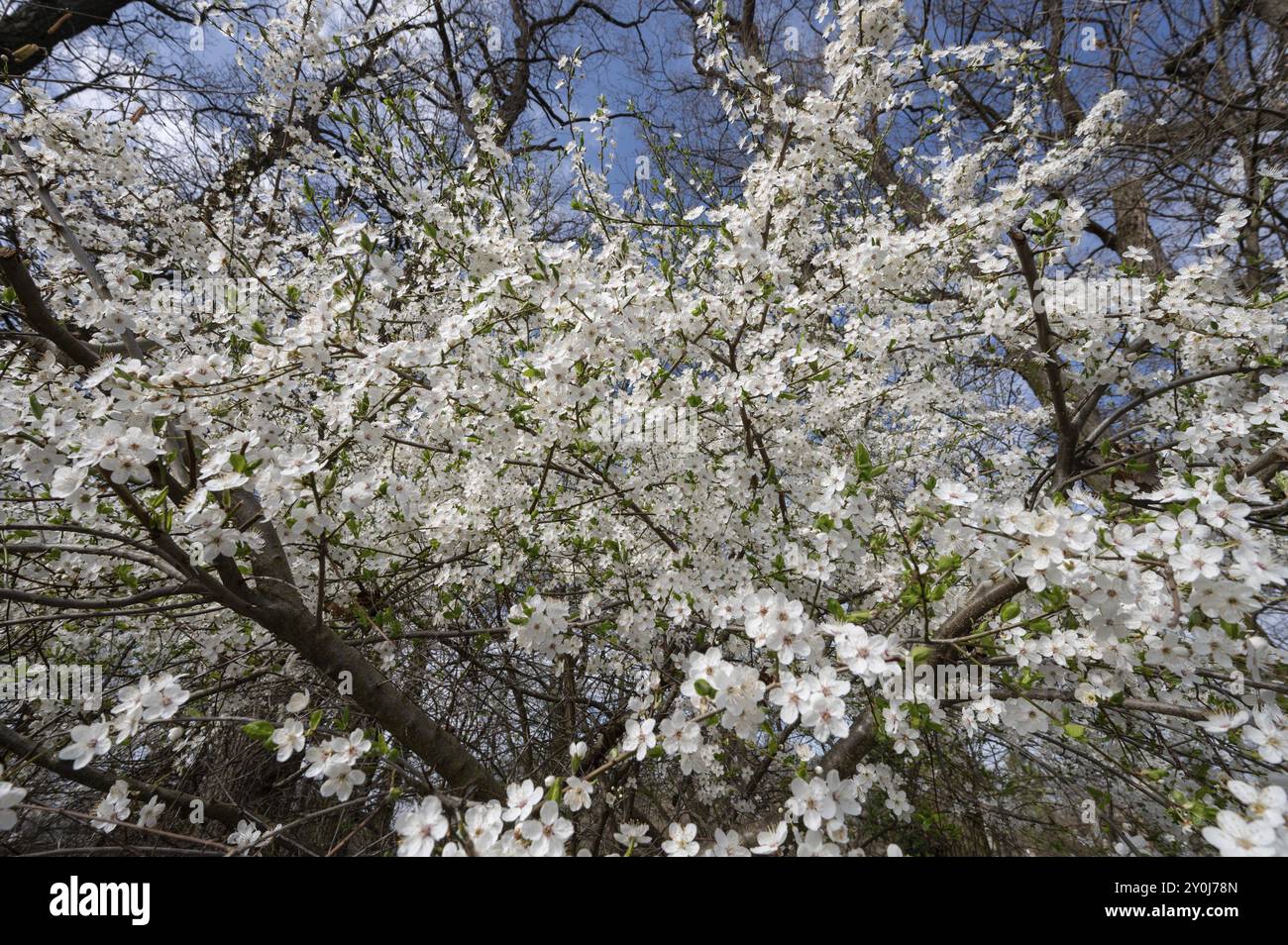European plum prunus domestica rosaceae hi-res stock photography and ...