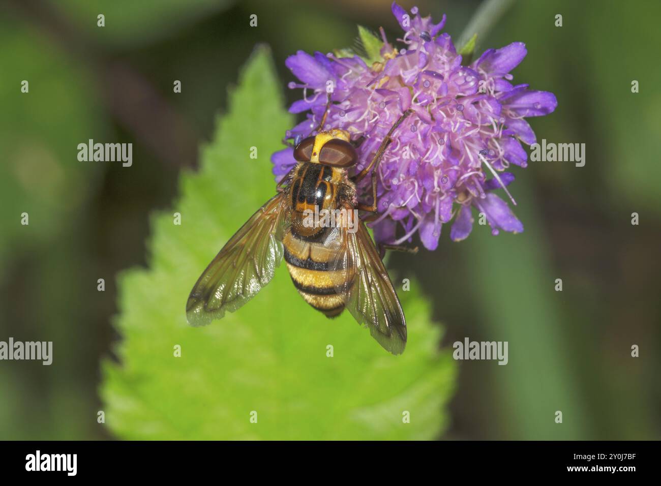 Hornet mimic hoverfly (Volucella inanis) sitting on a flower of a ...