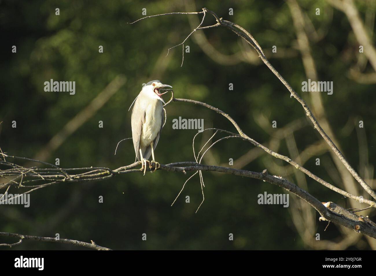 Black crowned night heron (Nycticorax nycticorax) regurgitating pellets ...