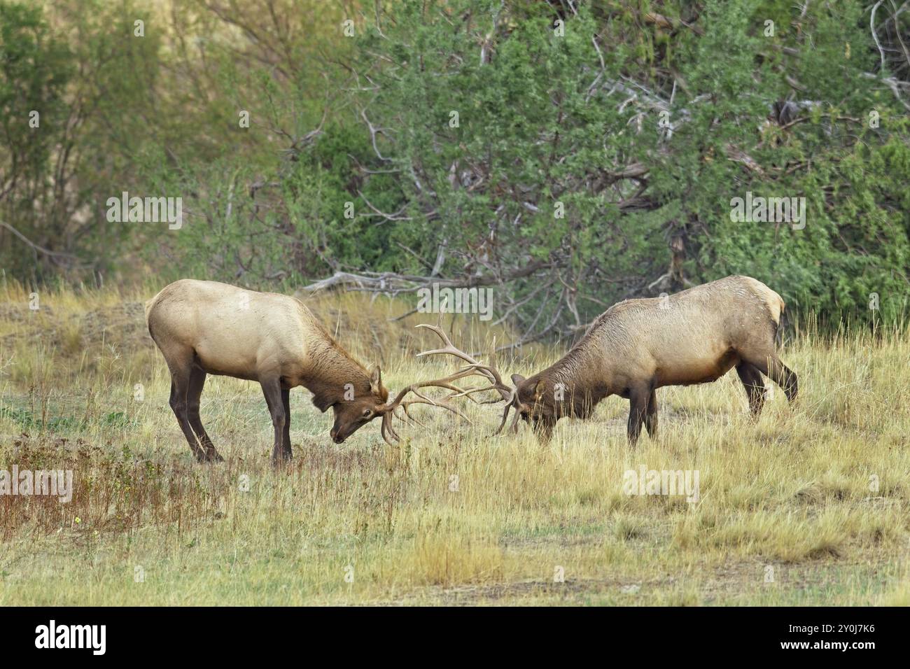 Two bull elk spar with each other during the elk rut in Montana Stock ...