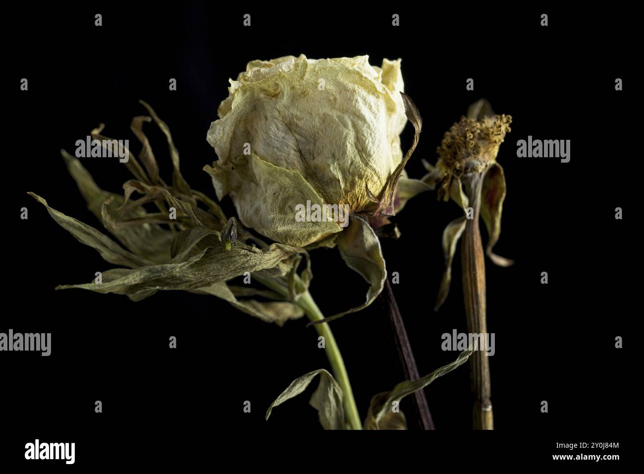 A still life phoo of a dried and dying rose and another type of dying ...