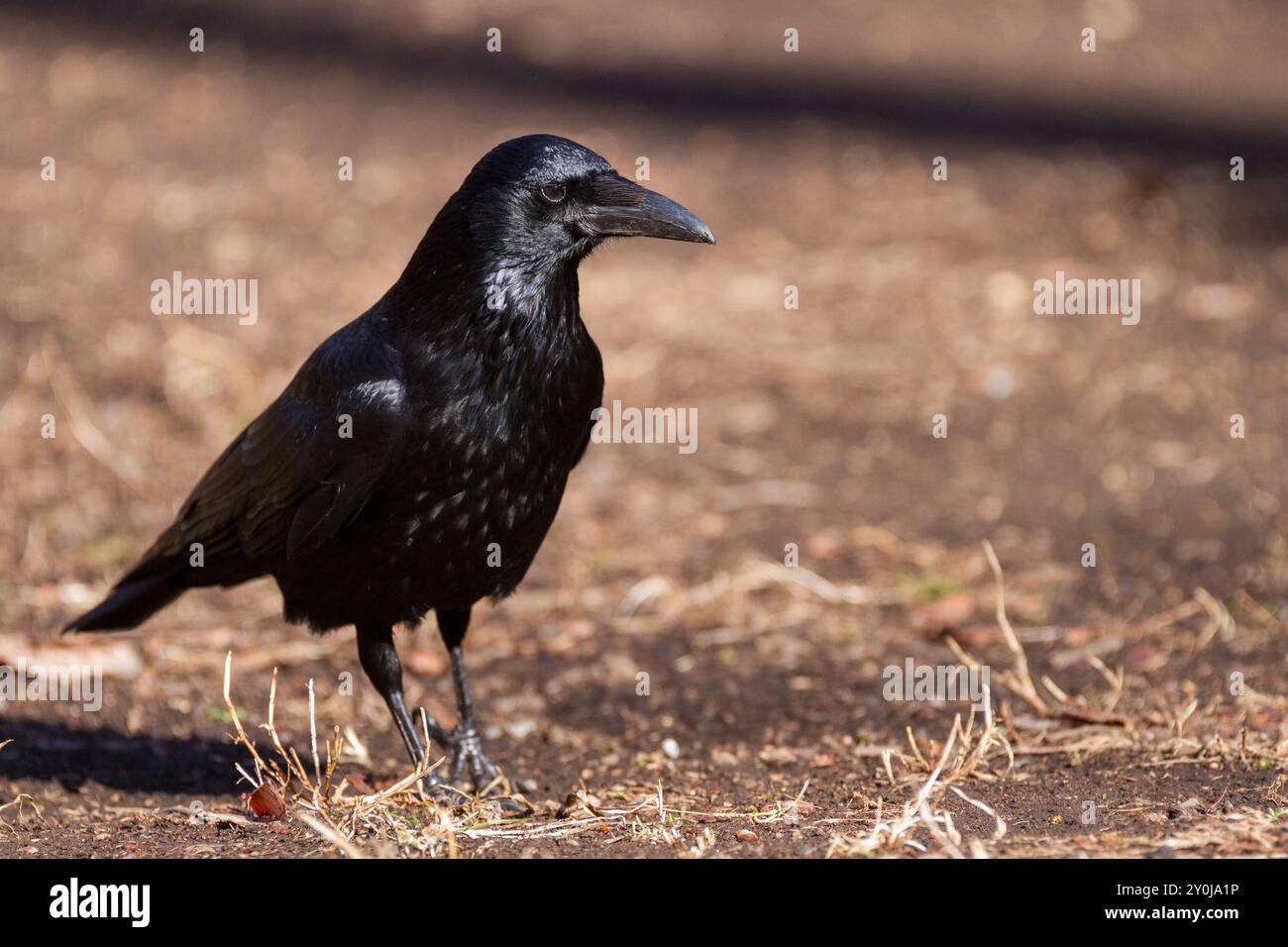 A large-billed crow (Corvus macrorhynchos japonensis) on the ground in ...