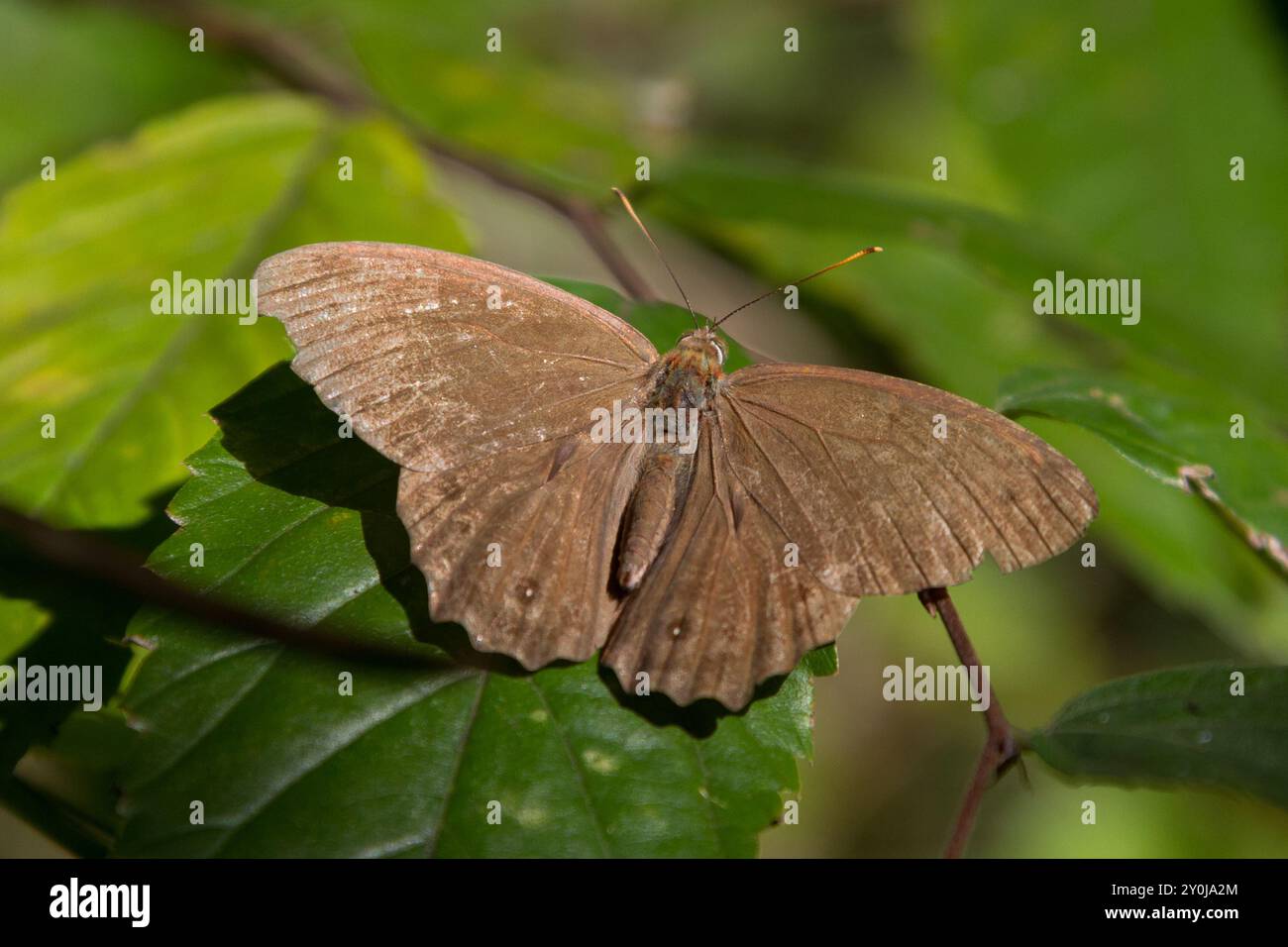 A Japanese tree brown butterfly (Lethe sicelis) in na forest in ...