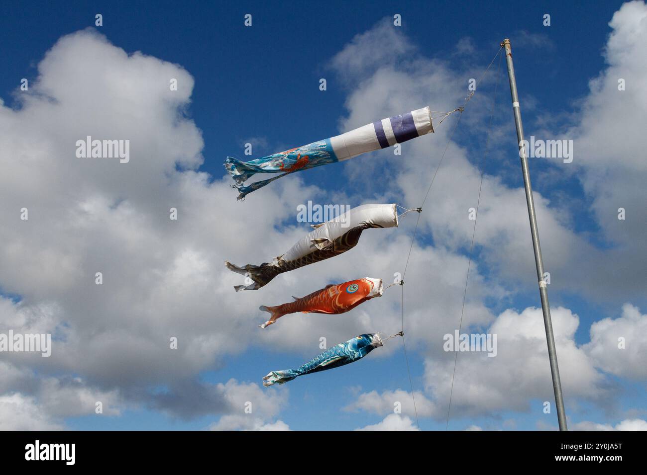 Koinobiori carp streamers flying against a blue sky with clouds ...